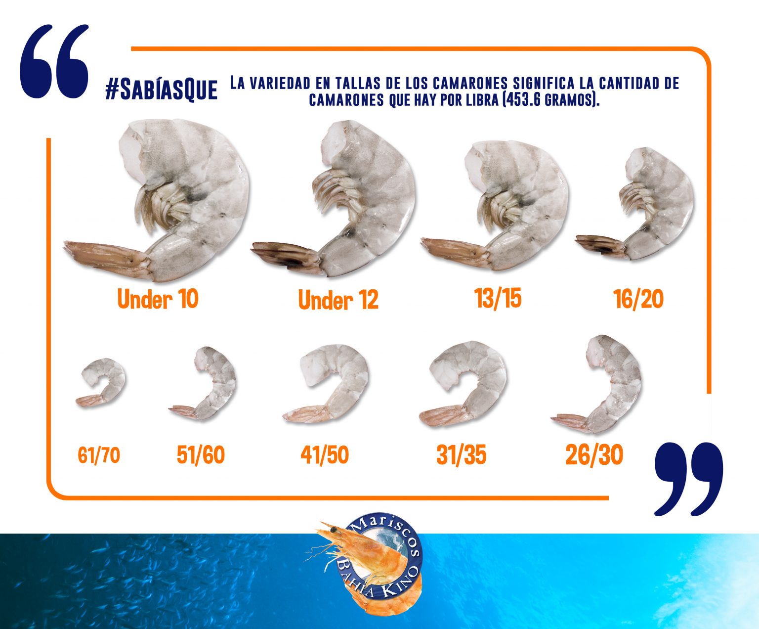 Talla de Camarones – ¡Solo los Mejores Mariscos!